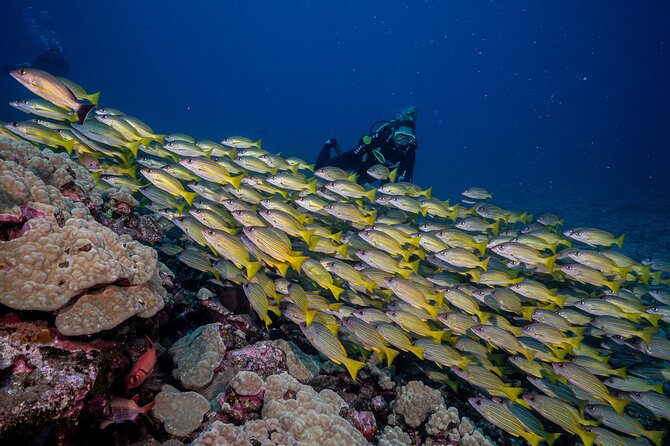 Small-Group Shark and Turtle Dive for Certified Divers - Why Choose the Small-Group Shark and Turtle Dive?