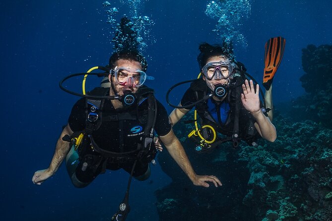 Small-Group Shark and Turtle Dive for Certified Divers - How the Itinerary Unfolds