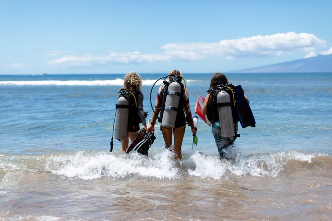 Small-Group Shark and Turtle Dive for Certified Divers - The Dive Guides & Their Impact