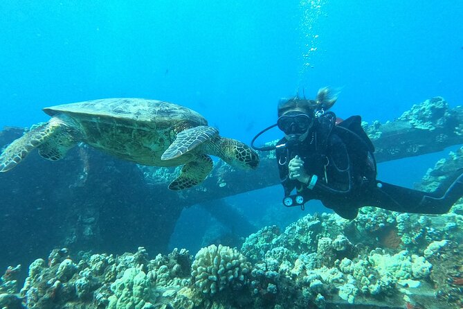 Small-Group Shark and Turtle Dive for Certified Divers - Who Is This Tour Best For?