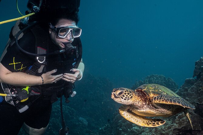 Small-Group Shark and Turtle Dive for Certified Divers - The Sum Up