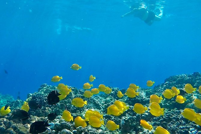 Small Group Snorkeling Expedition South Kona - Authentic Experiences from Reviewers