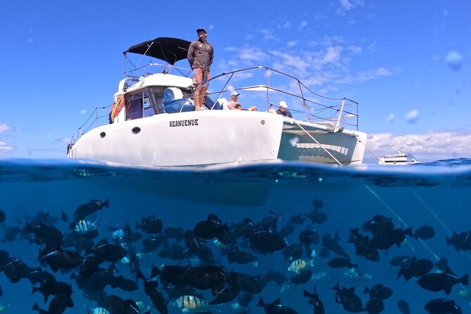 Small Group Turtle Canyon Snorkel in Waikiki - Key Points