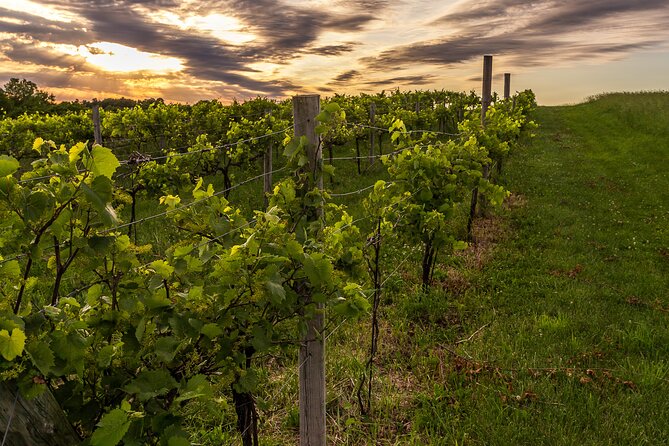 Small-Group Vineyard and Orchard Tour with Wine Tasting in Muscoda - What Past Visitors Say
