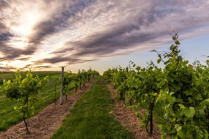 Small-Group Vineyard and Orchard Tour with Wine Tasting in Muscoda - The Sum Up