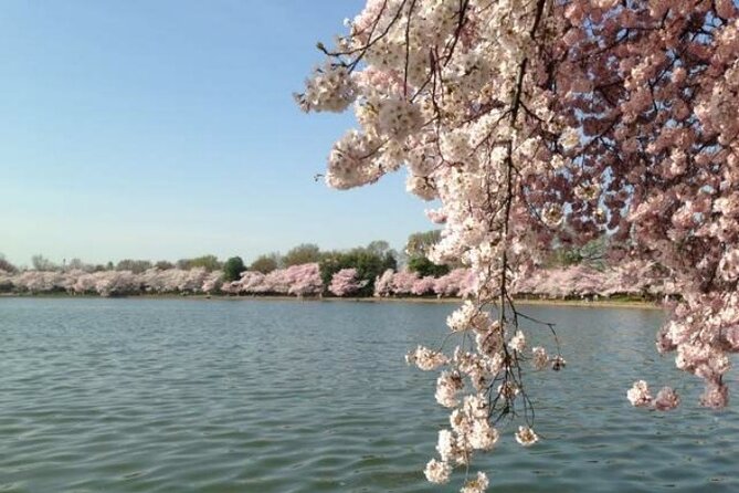 Small Group Washington D.C. Cherry Blossom 1-Day Experience Tour - The Practical Details