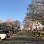 Small Group Washington D.C. Cherry Blossom 1-Day Experience Tour - Who Should Book This Tour?