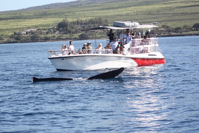 Small-Group Whale Watching Adventure - The Experience in Detail: What to Expect