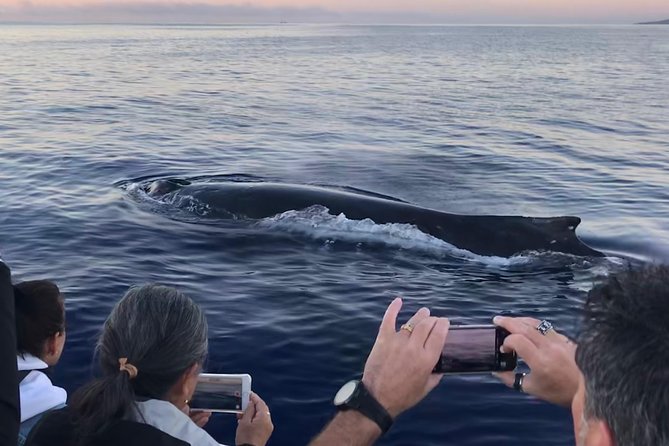 Small-Group Whale Watching Adventure - Practical Information & Tips