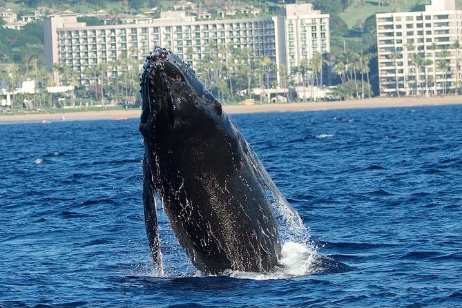 Small-Group Whale Watching Adventure - Who Should Book This Tour?