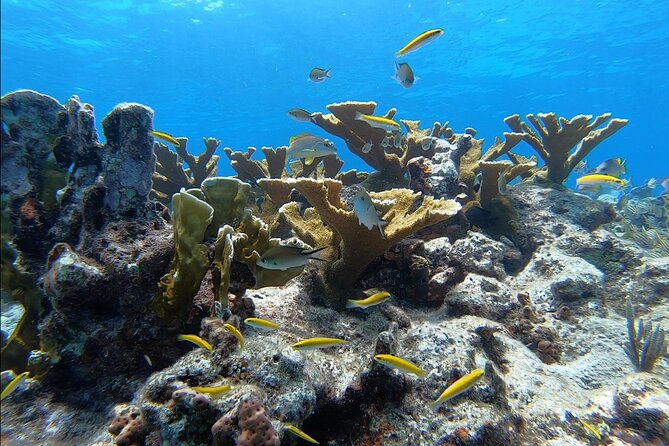 Small - Guided Shallow 2 Tank Dive Experience in Key Largo ALL GEAR INCLUDED - The Sum Up