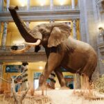 Smithsonian Museum of Natural History - Exclusive Guided Tour - Why This Tour Works