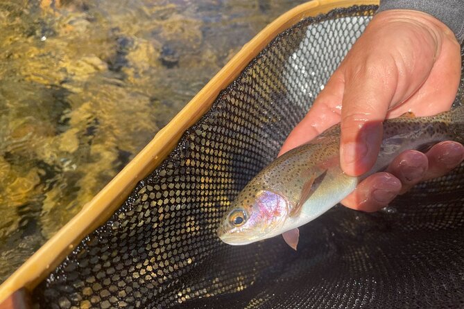 Smoky Mountains National Park Half Day Fly Fishing - Final Thoughts on the Smoky Mountains Fly Fishing Tour