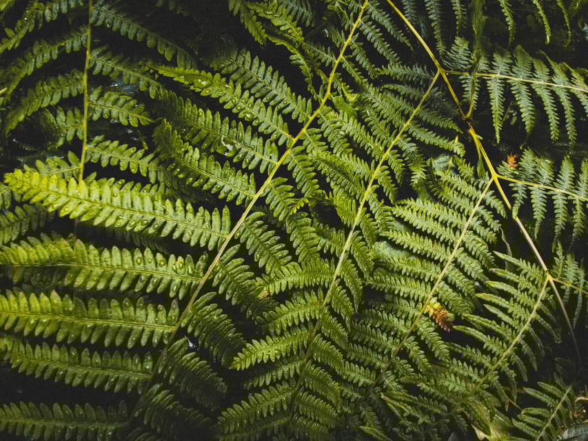 Snoqualmie, Twin Falls & Ancient Forest (Transport Included) - Key Points