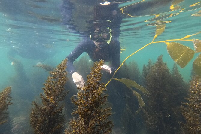 Snorkel San Diego's Mission Bay with a Marine Biologist - Key Points