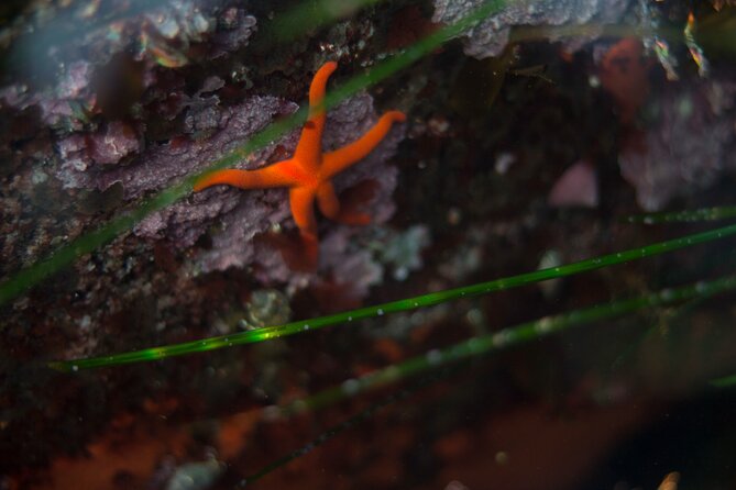 Snorkel Tour at Magic Island - Why This Tour Is Worth the Investment