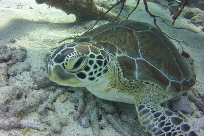 Snorkel Tours to Key Largo reef for up to 6 people-INCLUDES GEAR! - Additional Experience Options
