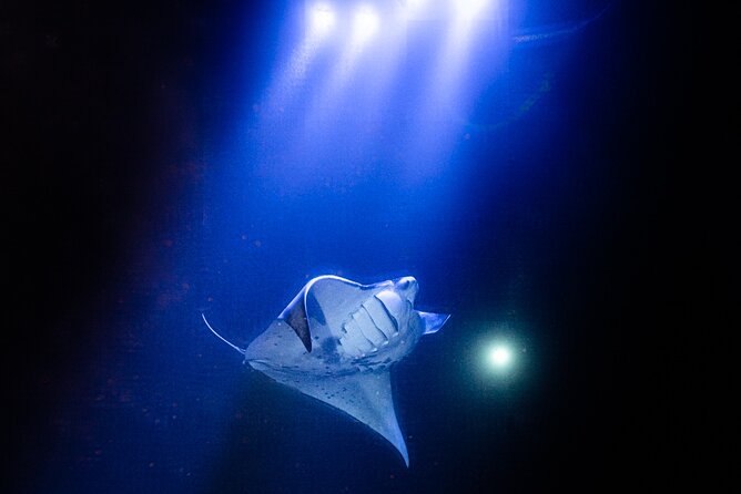 Snorkel With Giant Manta Rays In Kailua Kona - The Experience: From Check-in to Return