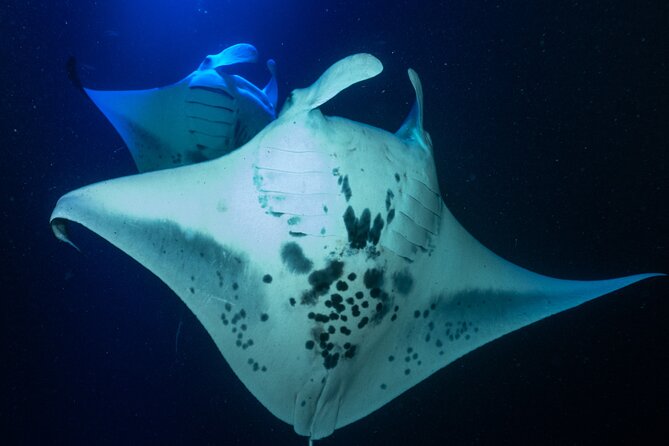 Snorkel With Giant Manta Rays In Kailua Kona - What to Expect at Each Stage