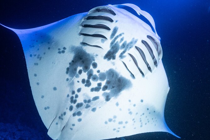 Snorkel With Giant Manta Rays In Kailua Kona - The Sum Up