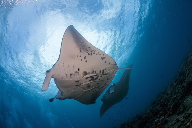 Snorkel with Manta Rays Guaranteed - Key Points