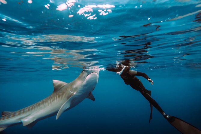 Snorkel with sharks on the North Shore of Oahu - Why This Tour Offers Real Value