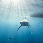 Snorkel with sharks on the North Shore of Oahu - FAQs
