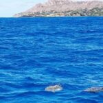 Snorkel with Turtles - Who Should Book This Tour?