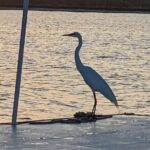 Snorkeling, Dolphin and Wildlife Sightings at St. Andrews Bay - Who Will Love This Tour?