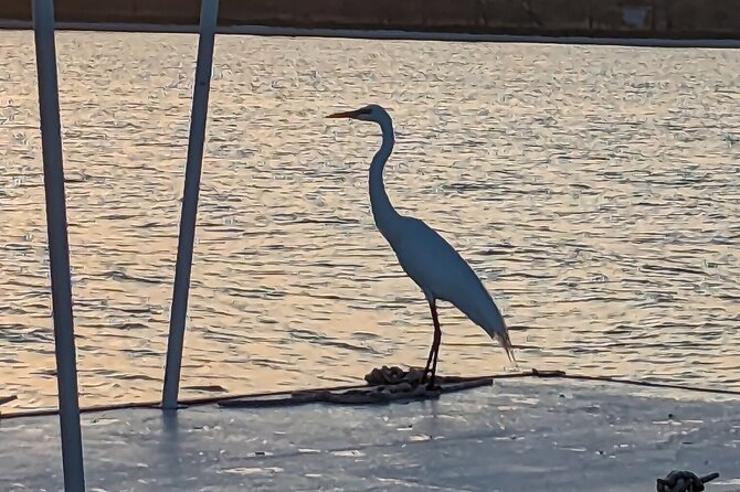 Snorkeling, Dolphin and Wildlife Sightings at St. Andrews Bay - Who Will Love This Tour?