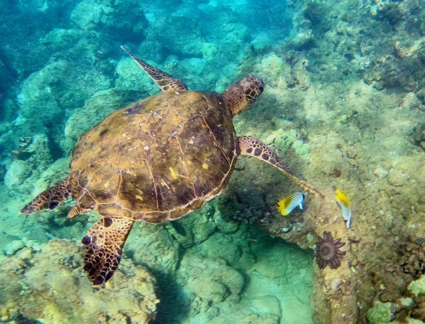 Snorkeling for Non-Swimmers Guided Tour - Wailea Beach - Key Points