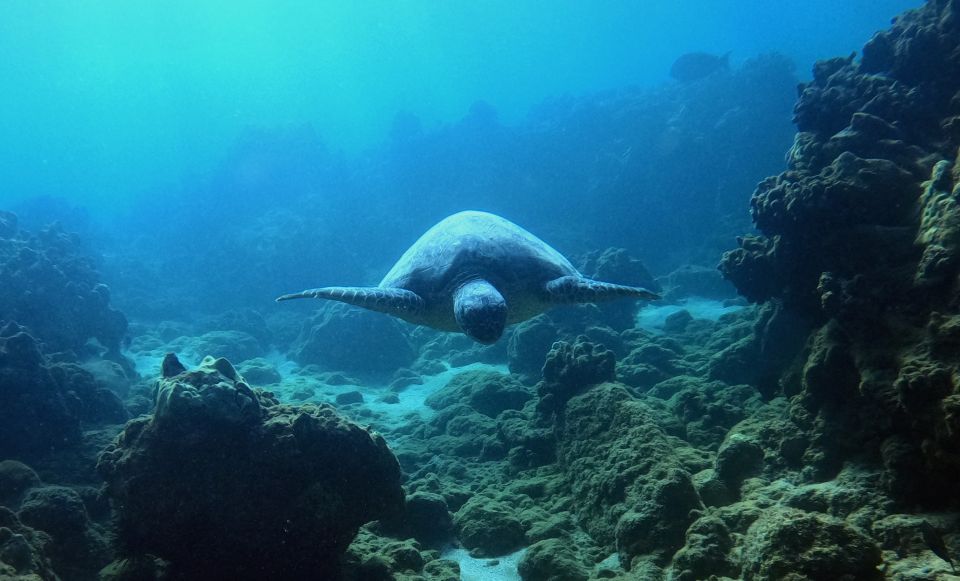 Snorkeling for Non-Swimmers Guided Tour - Wailea Beach - FAQ
