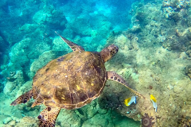 Snorkeling for Non-Swimmers Guided Tour - Wailea Beach - A Detailed Look at the Tour Experience