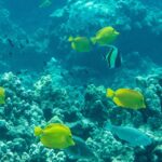 Snorkeling for Non-Swimmers Guided Tour - Wailea Beach - Detailed Breakdown of the Itinerary