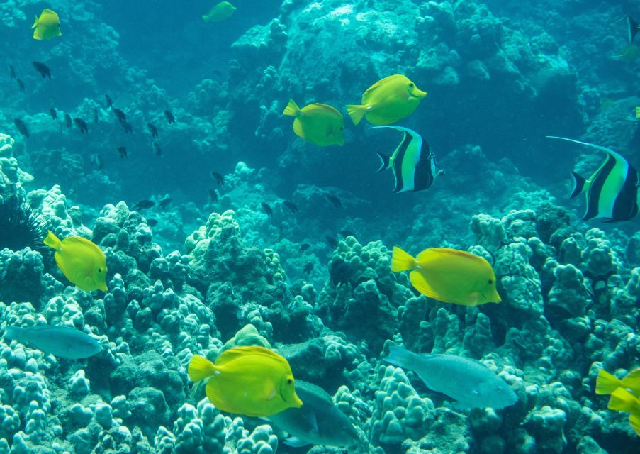 Snorkeling for Non-Swimmers Guided Tour - Wailea Beach - Detailed Breakdown of the Itinerary