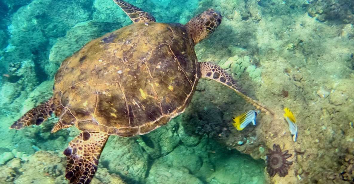 Snorkeling for Non-Swimmers Guided Tour - Wailea Beach - What Makes the Marine Environment Special?