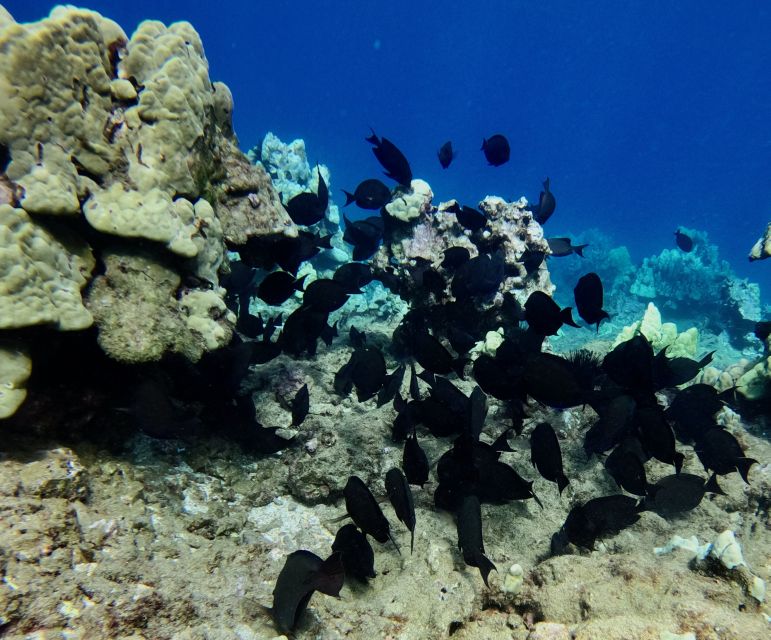 Snorkeling for Non-Swimmers Guided Tour - Wailea Beach - The Group Experience and Guide Expertise