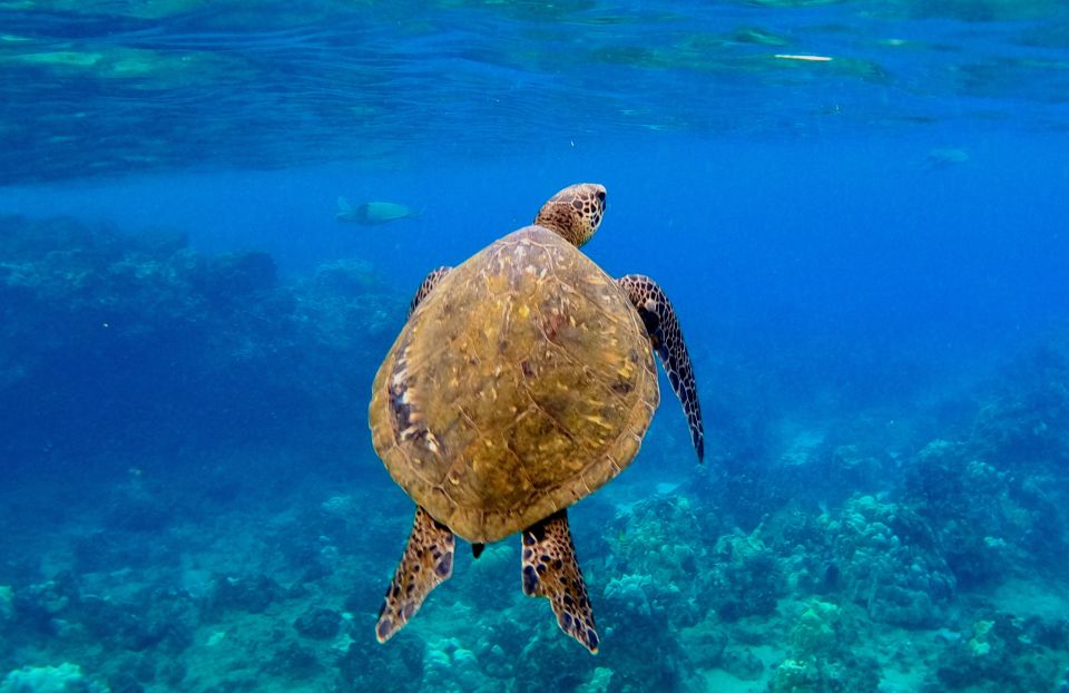 Snorkeling for Non-Swimmers Guided Tour - Wailea Beach - Practical Tips for Your Snorkeling Adventure