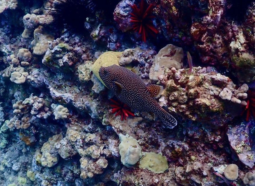 Snorkeling for Non-Swimmers Guided Tour - Wailea Beach - The Sum Up