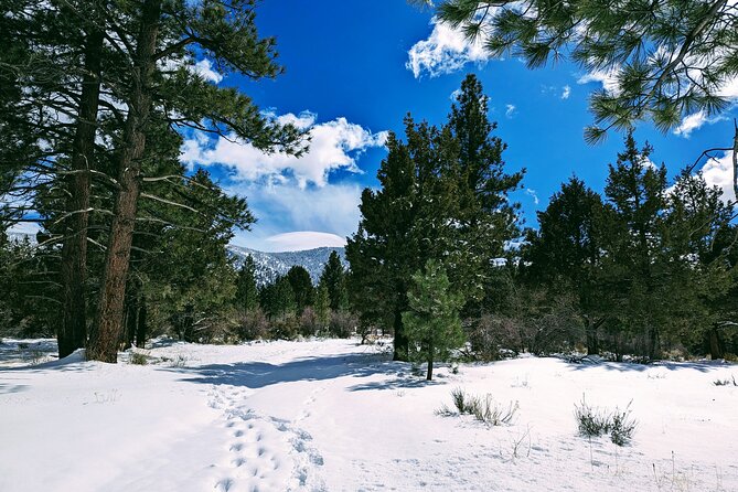 Snowshoe Tour Big Bear Lake with Hot Chocolate - The Value of the Experience