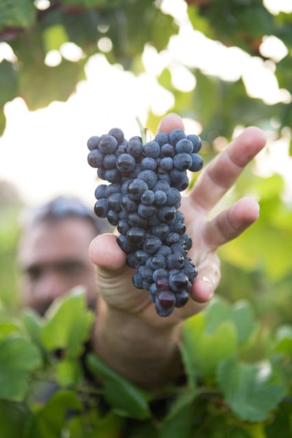 Solvang: Santa Ynez Valley Wine Tours w/ Lunch & Tastings - What Makes This Tour a Great Choice