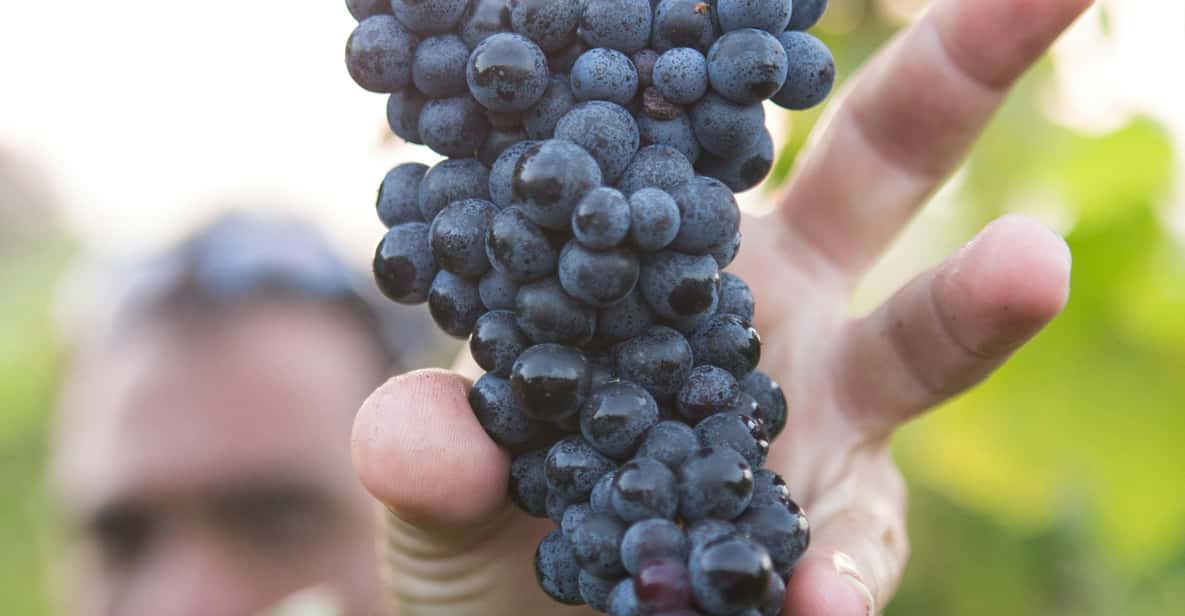Solvang: Santa Ynez Valley Wine Tours w/ Lunch & Tastings - The Itinerary in Detail