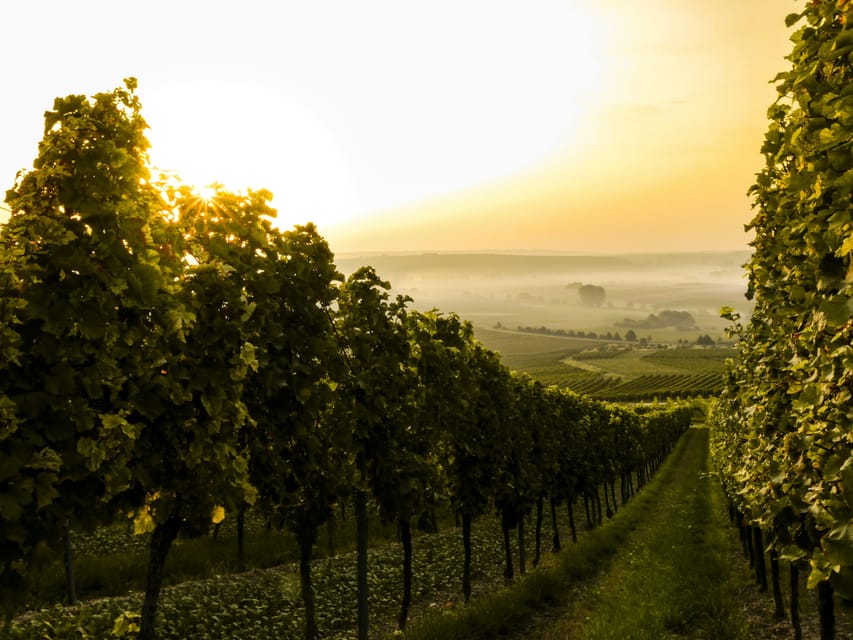 Solvang: Santa Ynez Valley Wine Tours w/ Lunch & Tastings - FAQ