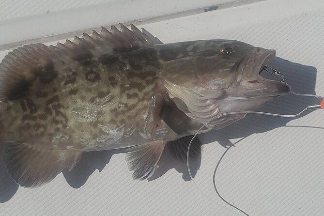 Sonnys Boat Tours Half Day Off Shore Fishing Charter Englewood Fl - An In-Depth Look at the Offshore Fishing Experience