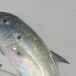 Sonnys Boat Tours Half Day Off Shore Fishing Charter Englewood Fl - Who Should Consider This Tour?