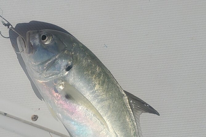 Sonnys Boat Tours Half Day Off Shore Fishing Charter Englewood Fl - Who Should Consider This Tour?