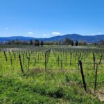 Sonoma and Napa Champagne Wine Private Tour Half Day - Exploring the Itinerary