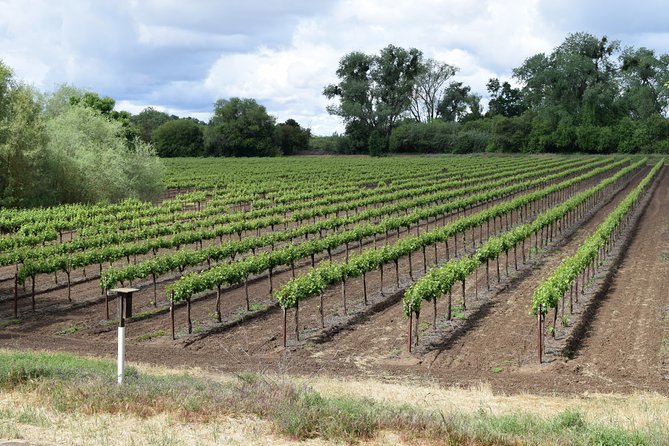 Sonoma And Napa Wine Tour Private Tours 8 to 10 Hours max 14 pax - An In-Depth Look at the Sonoma and Napa Private Wine Tour