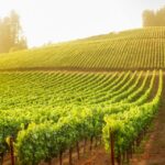 Sonoma County: Tasting Pass (Choose 1, 2, or 90 Days) - How the Pass Works in Practice