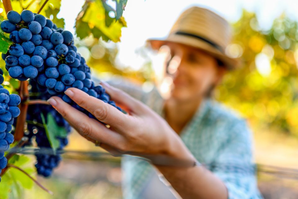 Sonoma County: Tasting Pass (Choose 1, 2, or 90 Days) - Who Should Consider This?